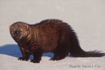 Fisher-Cat | Friends of Mashpee National Wildlife Refuge