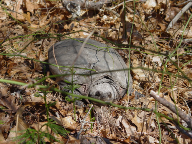 snapping-turtle | Friends of Mashpee National Wildlife Refuge