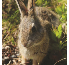 Build a Rabbitat (rabbit habitat)! | Friends of Mashpee National ...