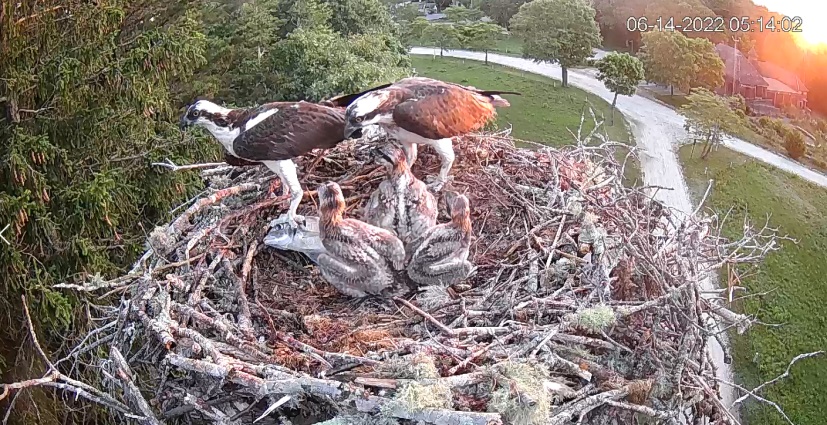 Osprey Cam Update! | Friends of Mashpee National Wildlife Refuge
