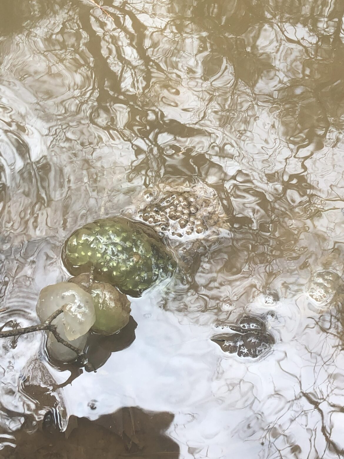 Vernal Pools: Life Beneath the Surface | Friends of Mashpee National ...