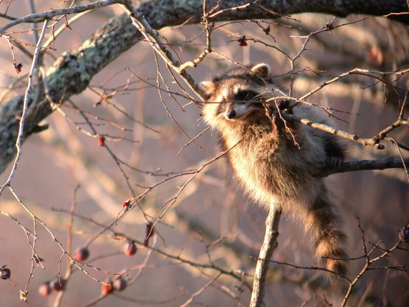 Raccoons and Rabies on Cape Cod | Friends of Mashpee National Wildlife ...