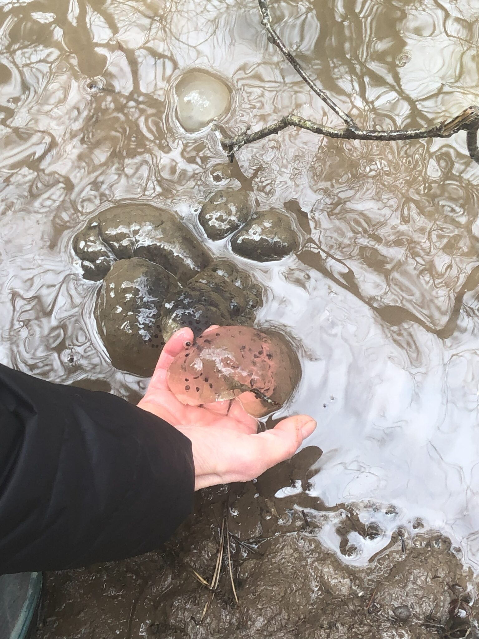 Vernal Pools: Life Beneath the Surface | Friends of Mashpee National ...
