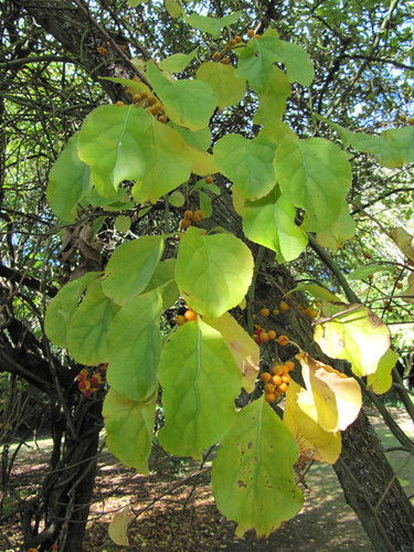 Invasive Plants and Their Place on Cape Cod | Friends of Mashpee ...