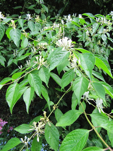 Invasive Plants and Their Place on Cape Cod | Friends of Mashpee ...