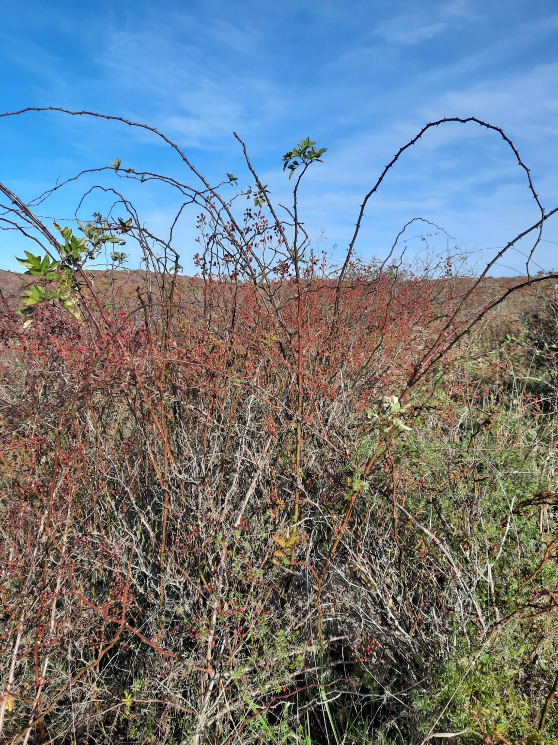 Invasive Plants and Their Place on Cape Cod | Friends of Mashpee ...