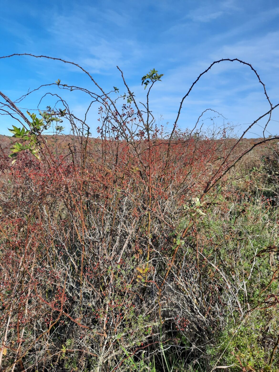 Invasive Plants and Their Place on Cape Cod | Friends of Mashpee ...
