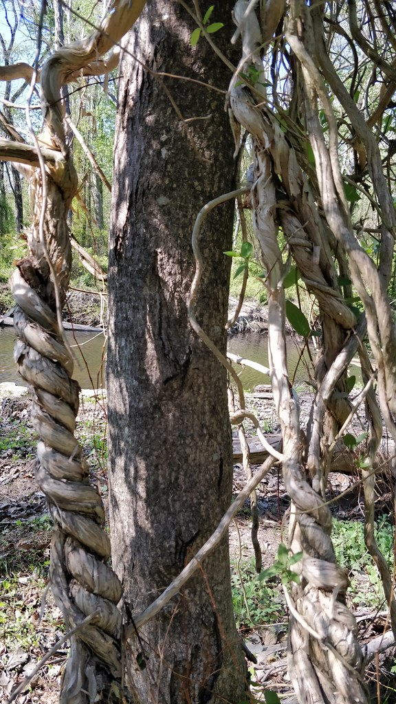 Japanese honeysuckle vines | Friends of Mashpee National Wildlife Refuge