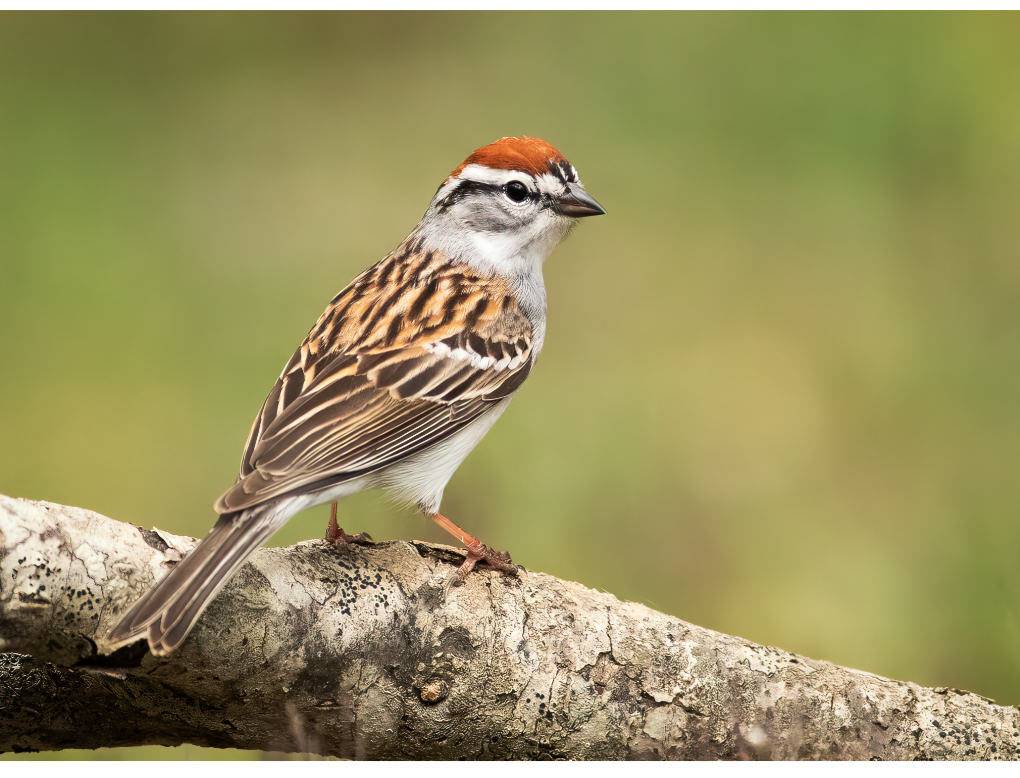 Sparrows Through the Seasons On the Cape | Friends of Mashpee National ...